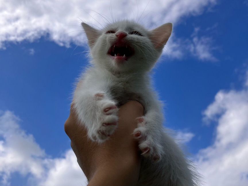 Котята в добрые руки