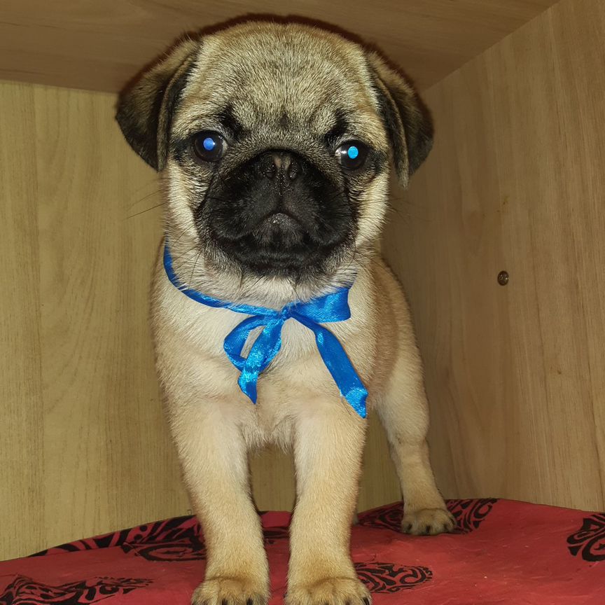 Мопс, щенок