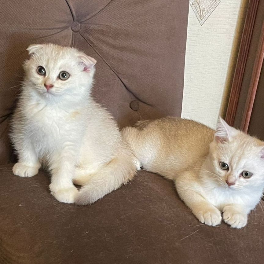 Котята серебристая шиншилла