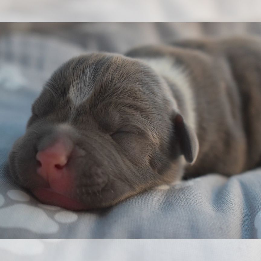 Голубое сокровище