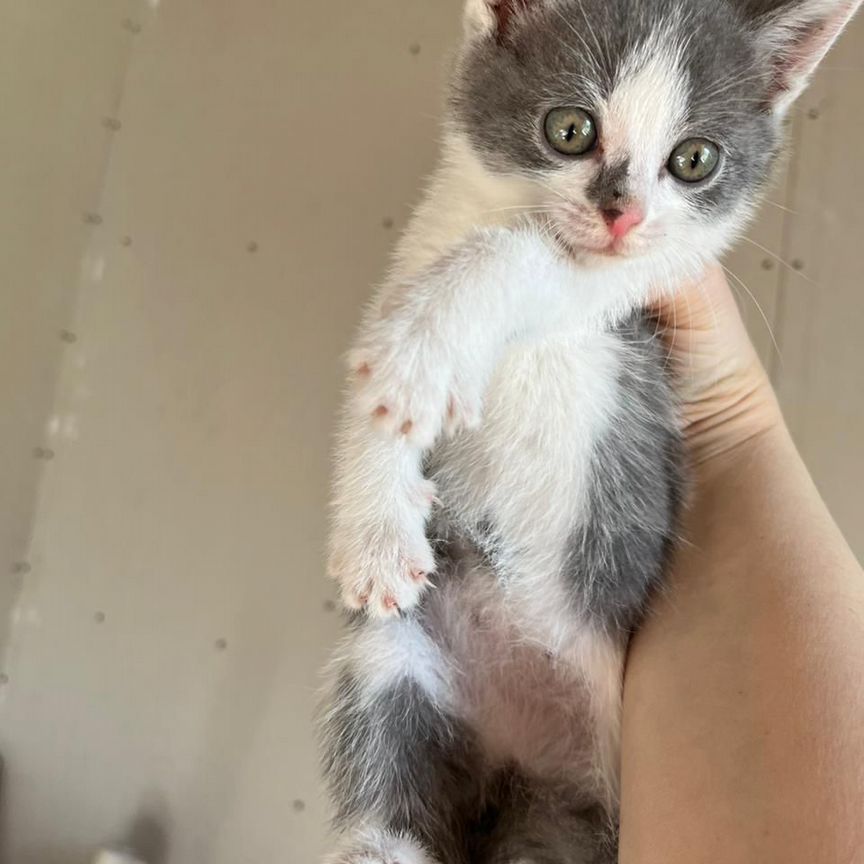 Кошечка в добрые руки