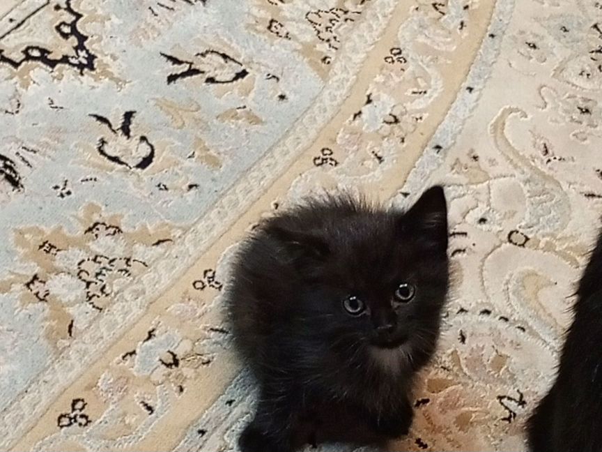 Отдам в добрые руки котёнка