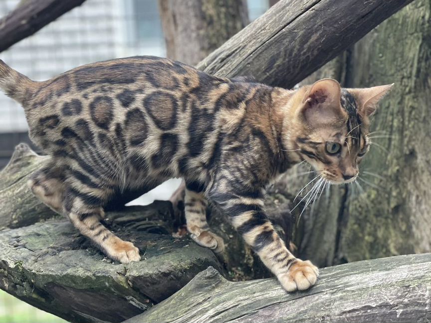 Бенгальские котята