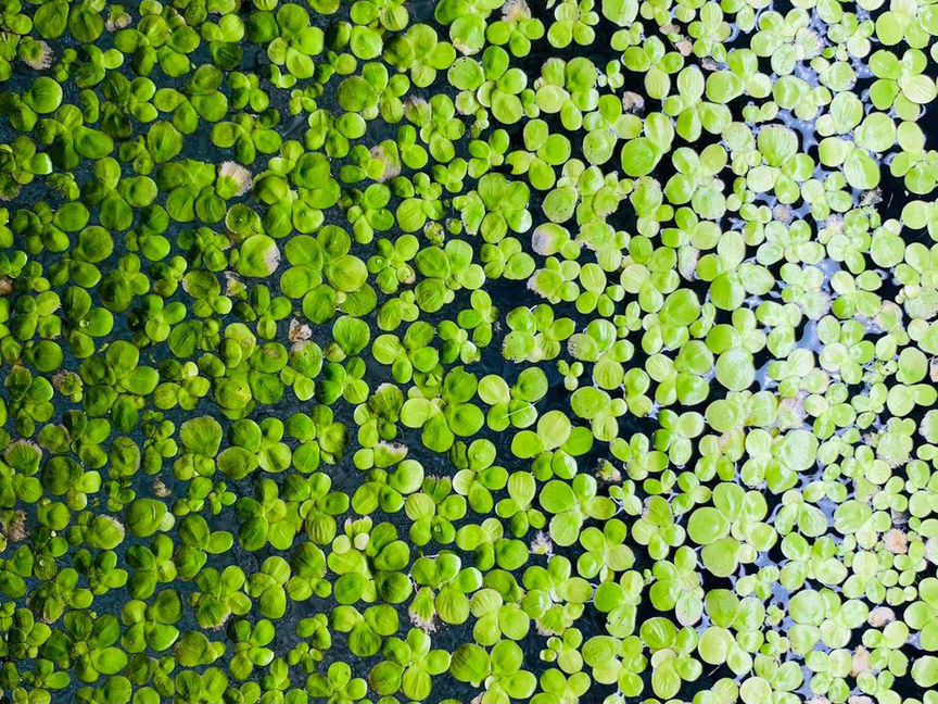 Отдам бесплатно ряску