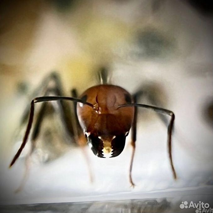Рыжие реактивные муравьи Camponotus nicobarensis