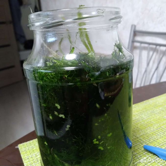 Мох рождественский (аквариум)