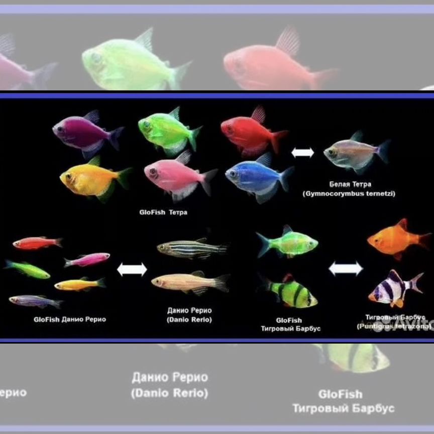 Аквариумные рыбки огромный выбор