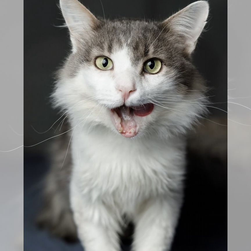 Взрослый кот в добрые руки