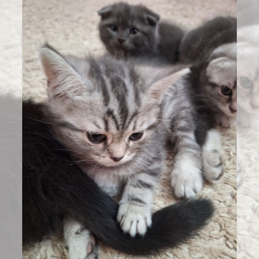 Шотландский вислоухий короткошёрстный котёнок