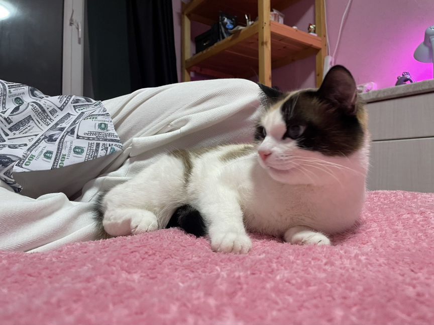Кошка Снежинка