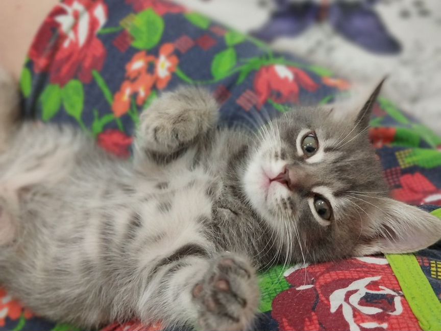 Шотланский котенок