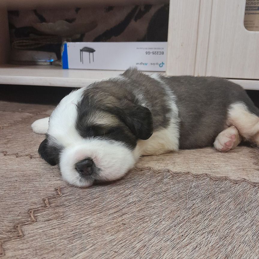 Сенбернарчики