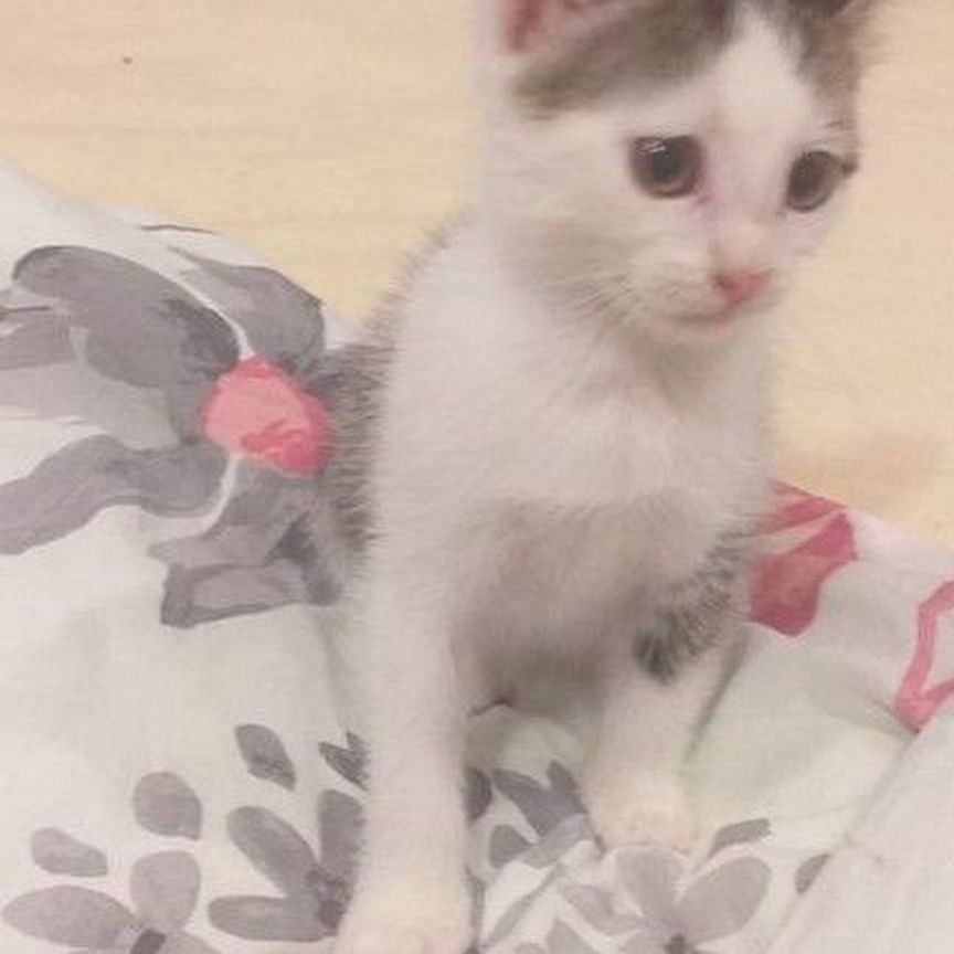 Котенок в добрые руки