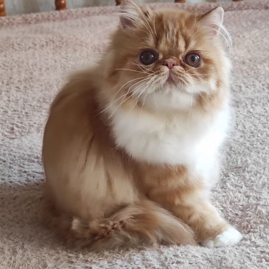 Продам перса