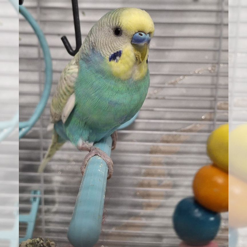 Волнистый попугай