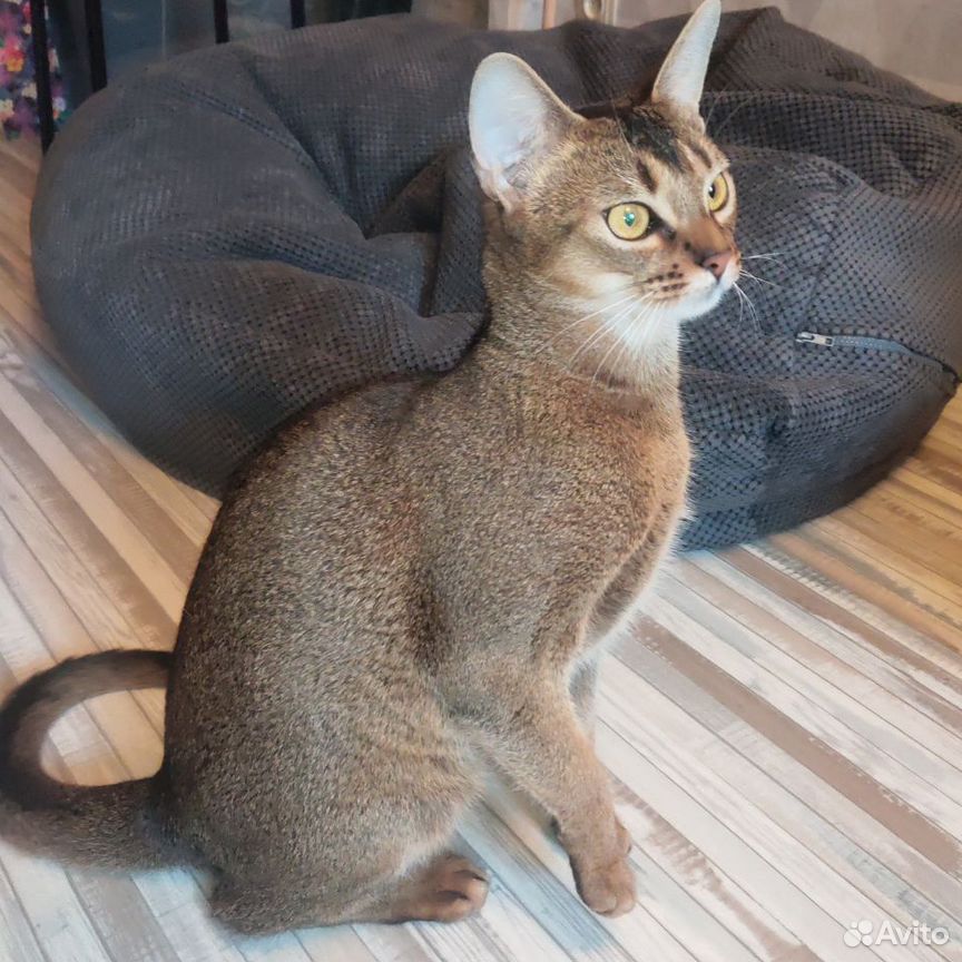 Абиссинская