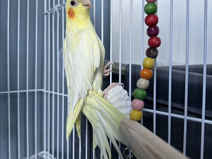 Корелла птенец с клеткой