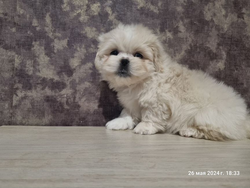 Шикарные детки