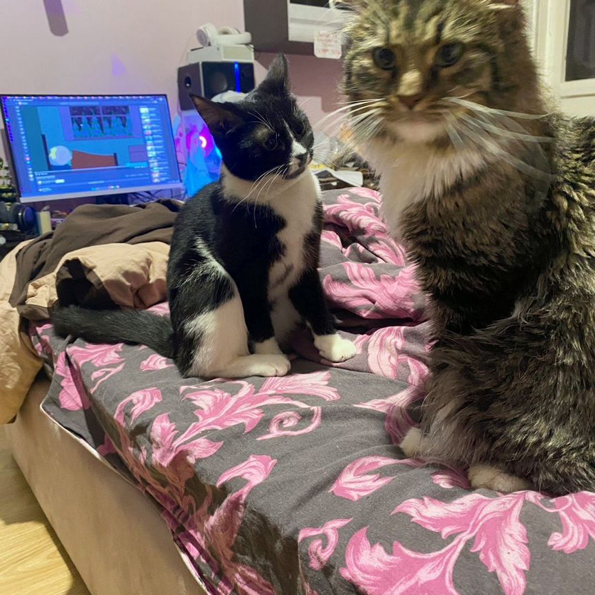 Кот помесь мейкуна