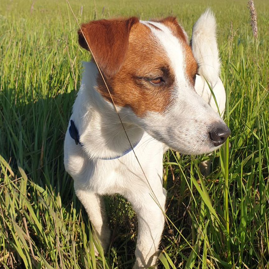 Джек Рассел терьер для вязки