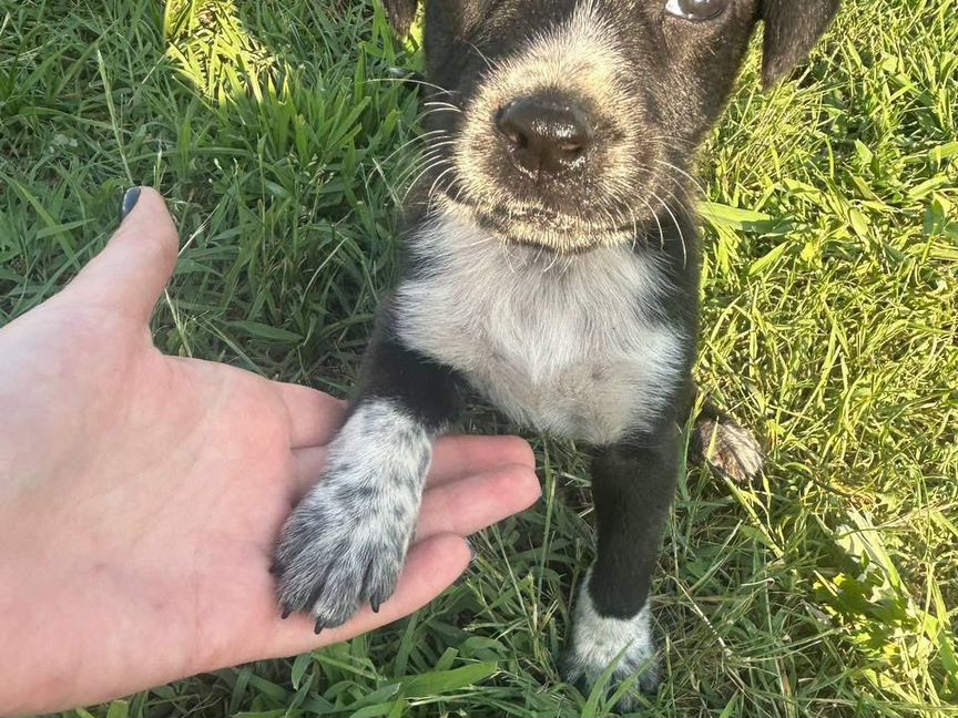 Щенок Элли - собака в добрые руки в дар