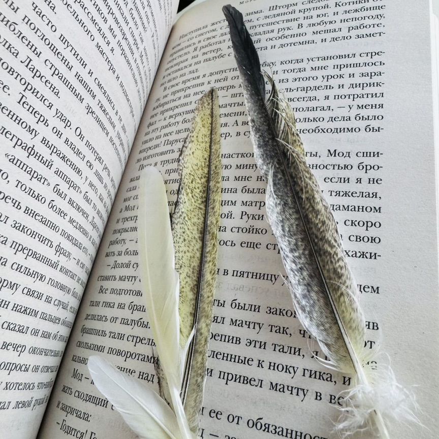 Перья попугая корелла