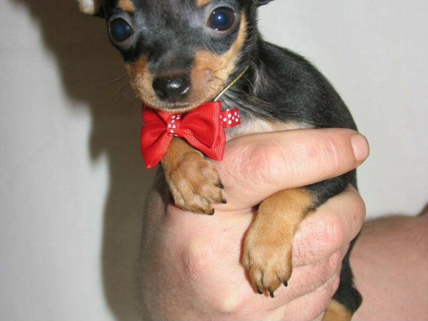 Супер маленькие щенки мини той терьера мальчики