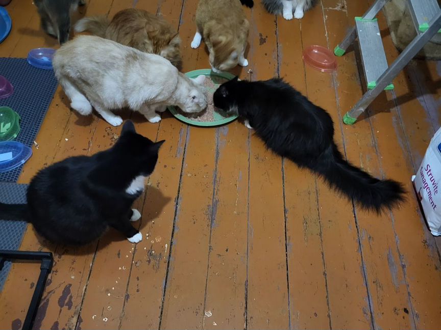 Помощь котикам