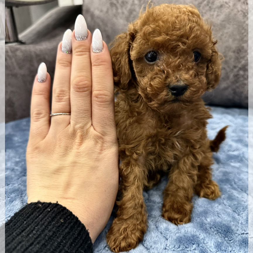 Той-пудель, щенок