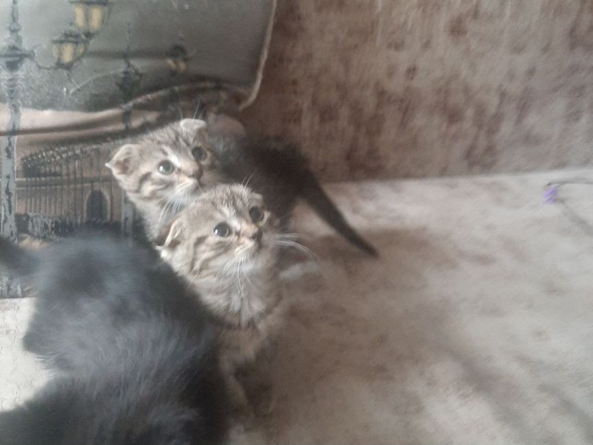 Отдам в добрые руки котят