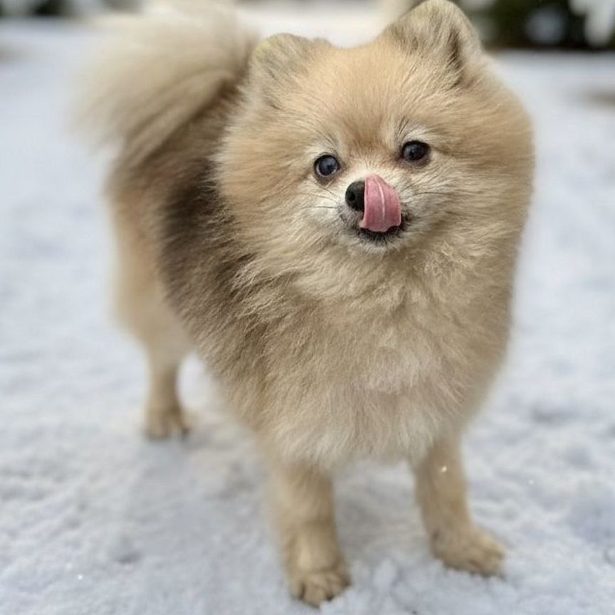 Померанский шпиц, щенок