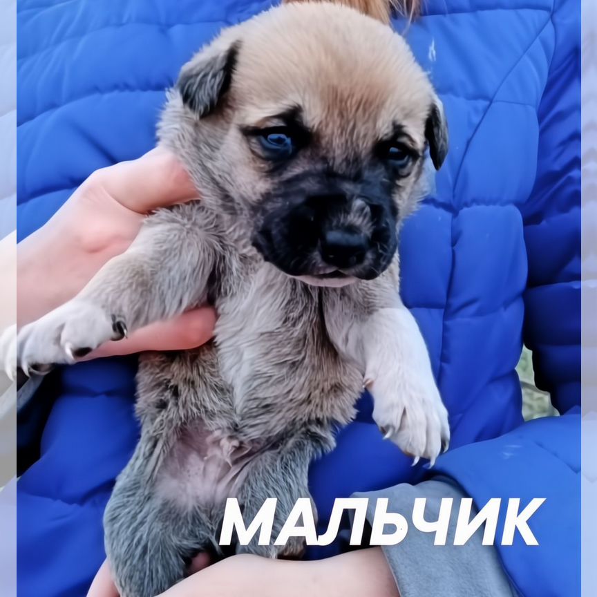 Щенок в добрые руки