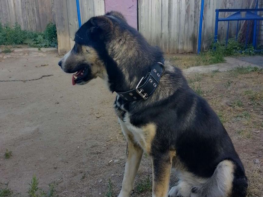 Собаки