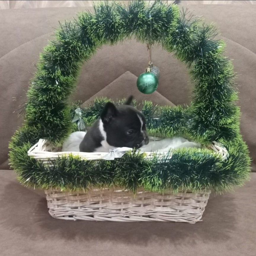 Продаётся щенок французского бульдога