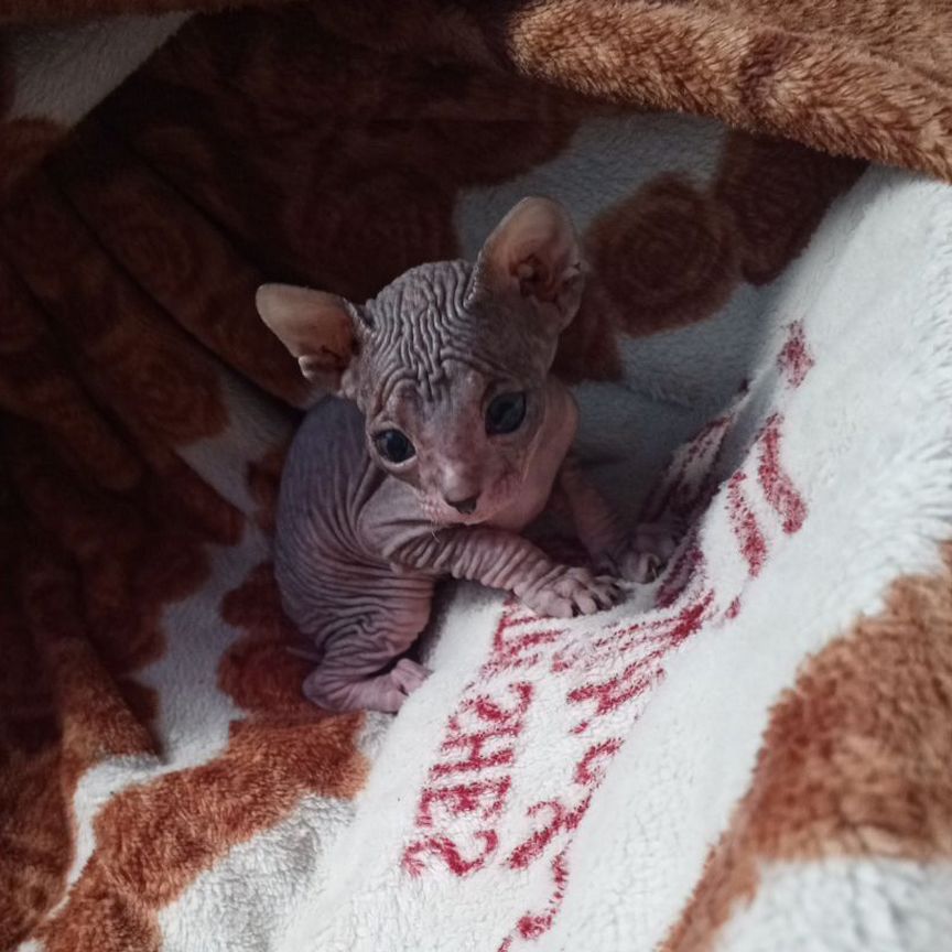 Канадский сфинкс котёнок