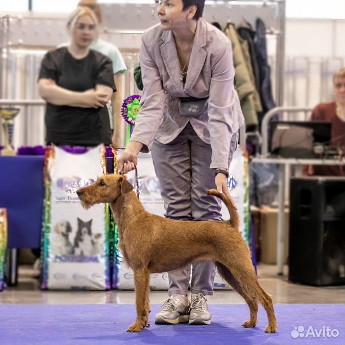 Ирландский терьер - друг крестьянина