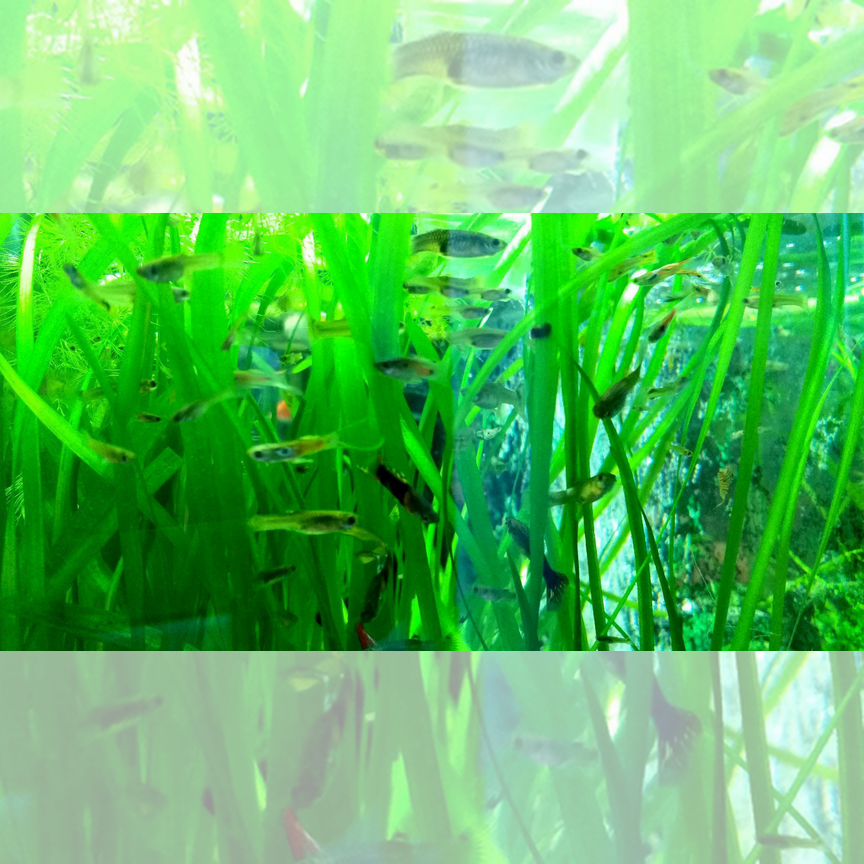 Аквариумные рыбки гуппи