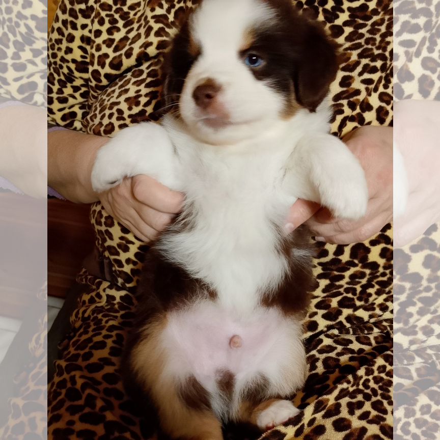 Миниатюрная американская овчарка, щенок