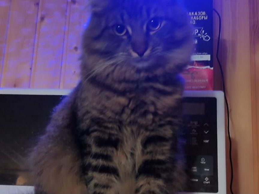 Потерялся кот