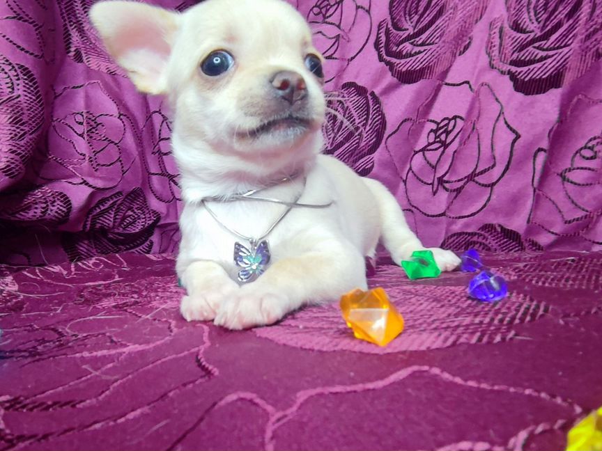 Щенки чихуахуа мини