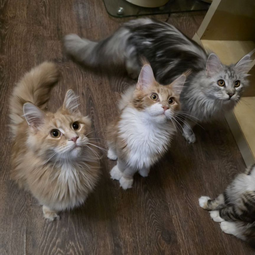 Мейн-кун котёнок