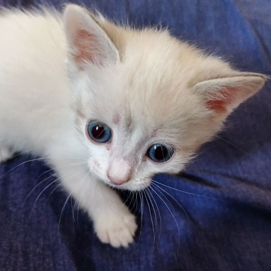 Котёнок в добрые руки