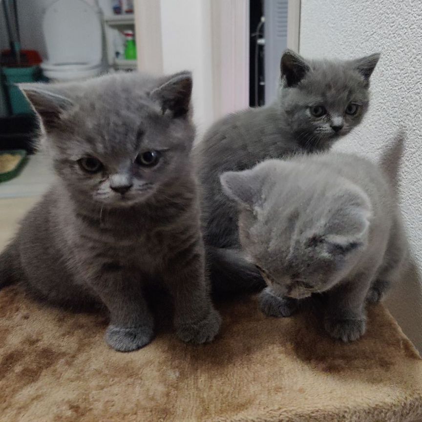Шотландские прямоухие котята