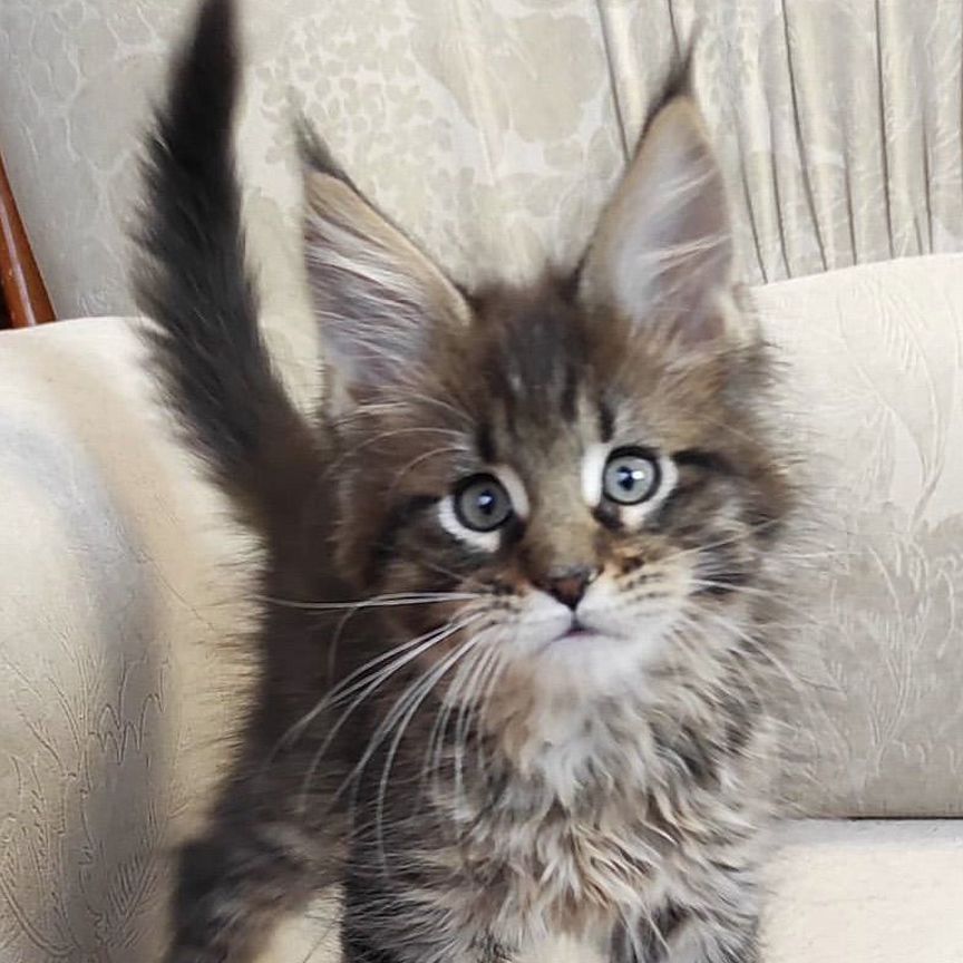 Котята мейн-кун