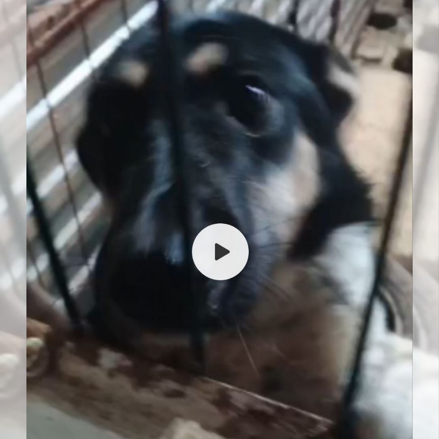 Взрослая собака в добрые руки