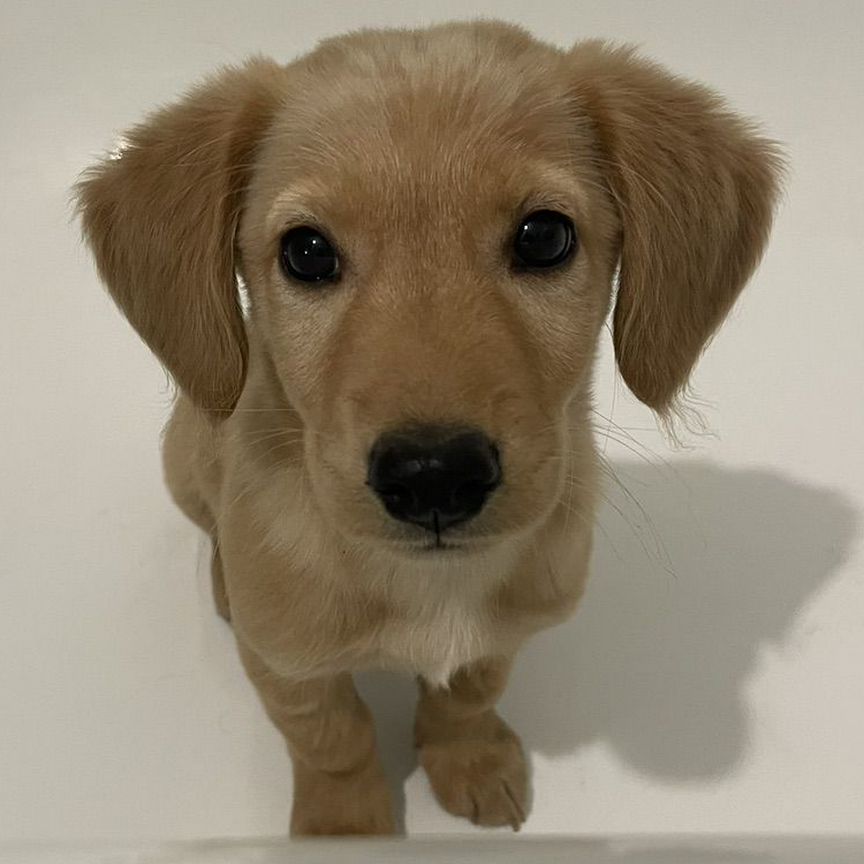 Щенок в добрые руки