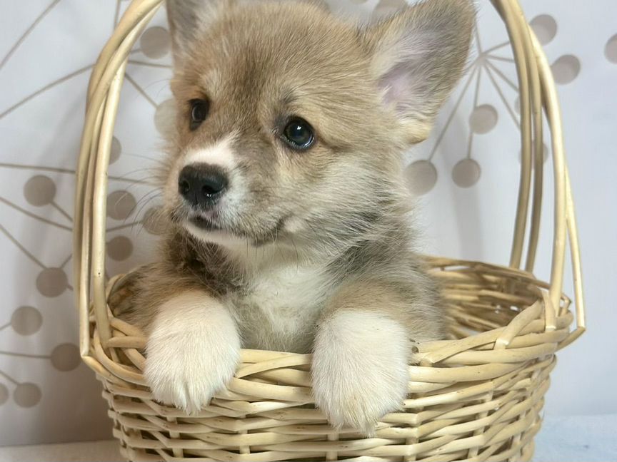 Щенки Вельш-корги пемброк