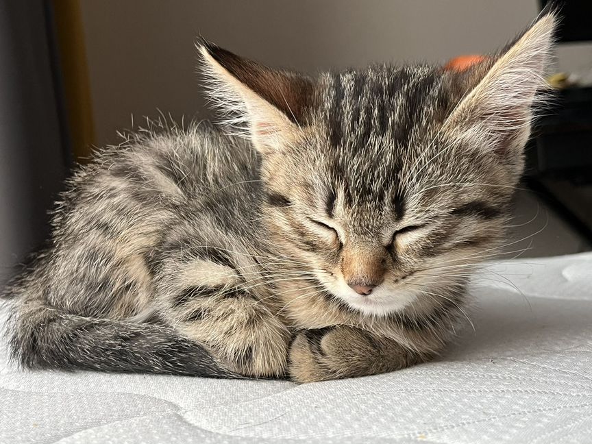 Милый котёнок девочка 1.5 мес
