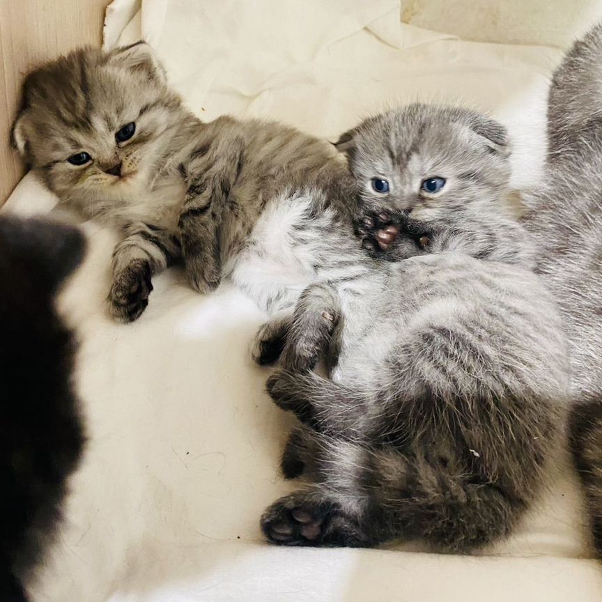 Для бронирования шотландские котята