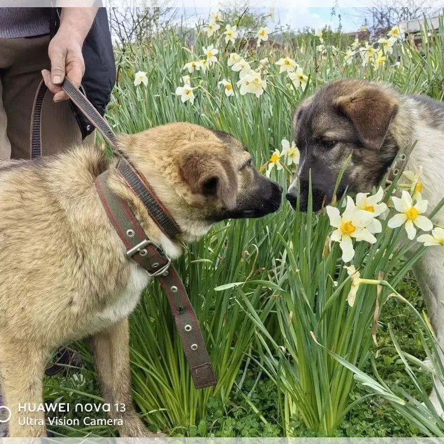 Взрослая собака в добрые руки